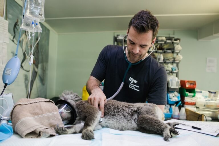 Vet volunteer projects in wildlife rescue 🩺🐨 - Voluntouring.org